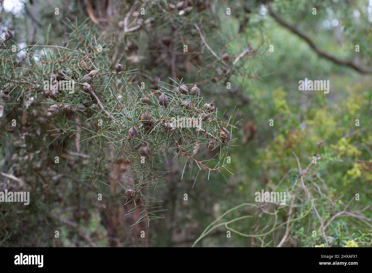 Australian native nuts hi-res stock photography and images - Alamy