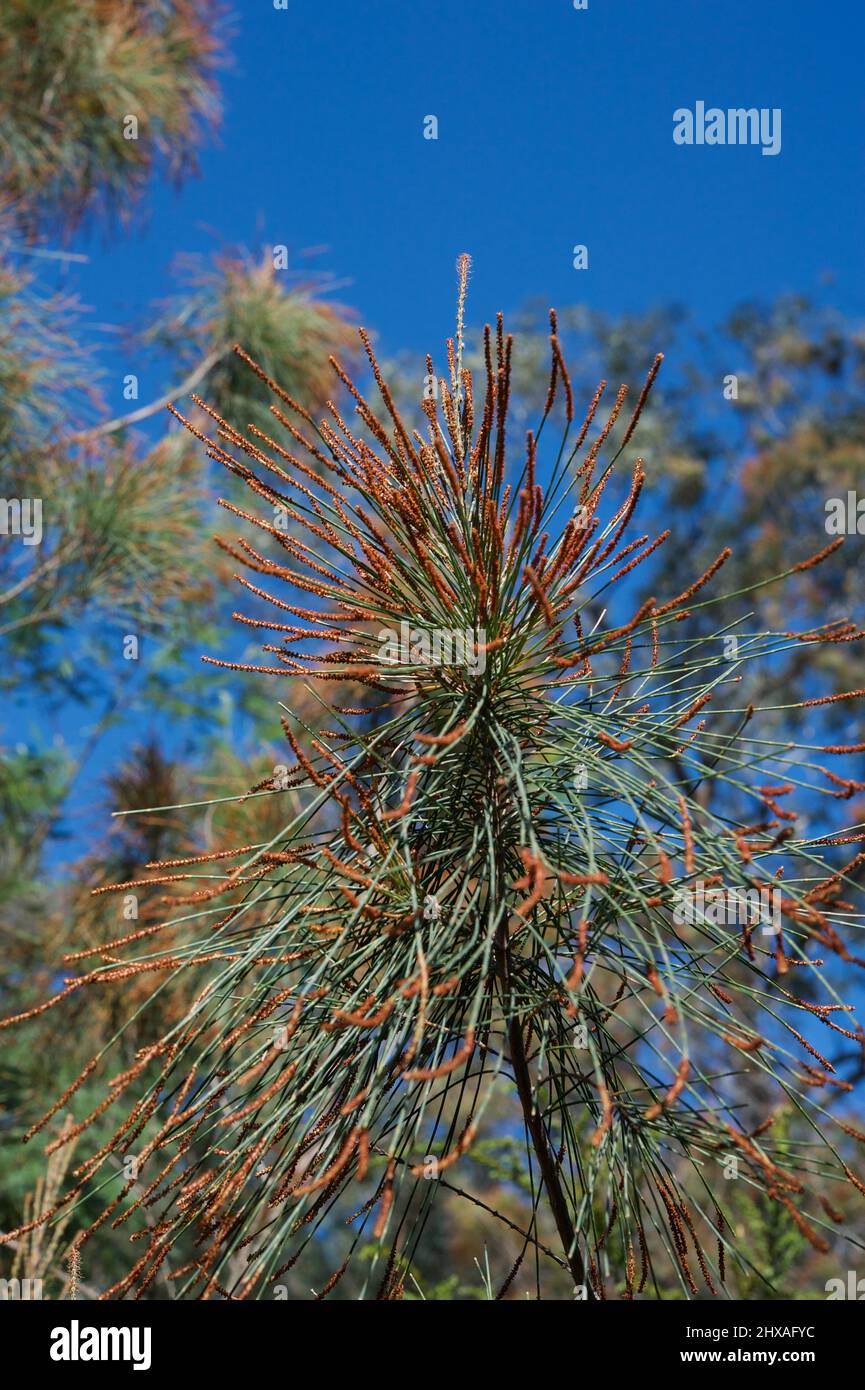 Drooping sheoke flowers hi-res stock photography and images - Alamy