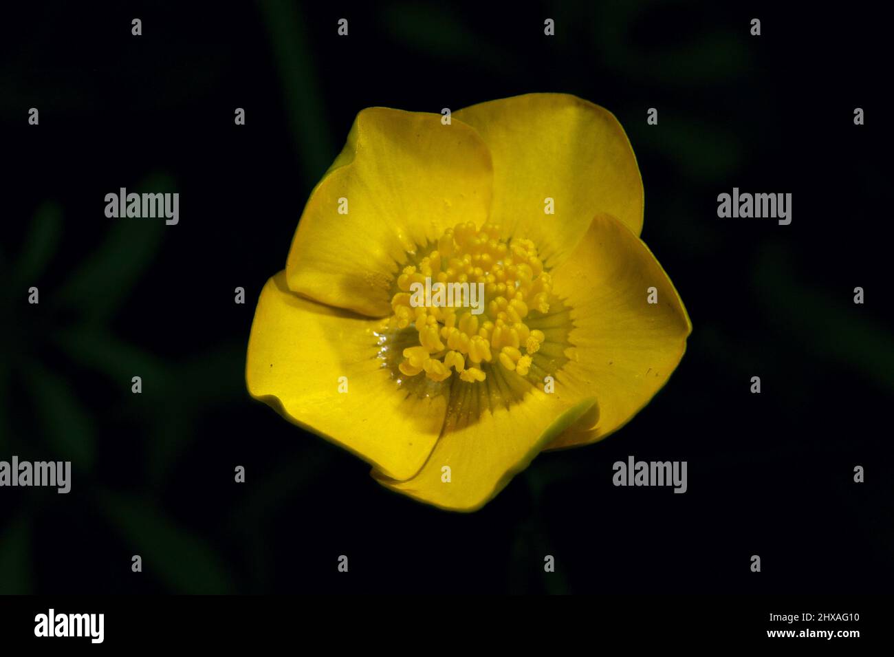 Australian buttercup flower hi-res stock photography and images - Alamy