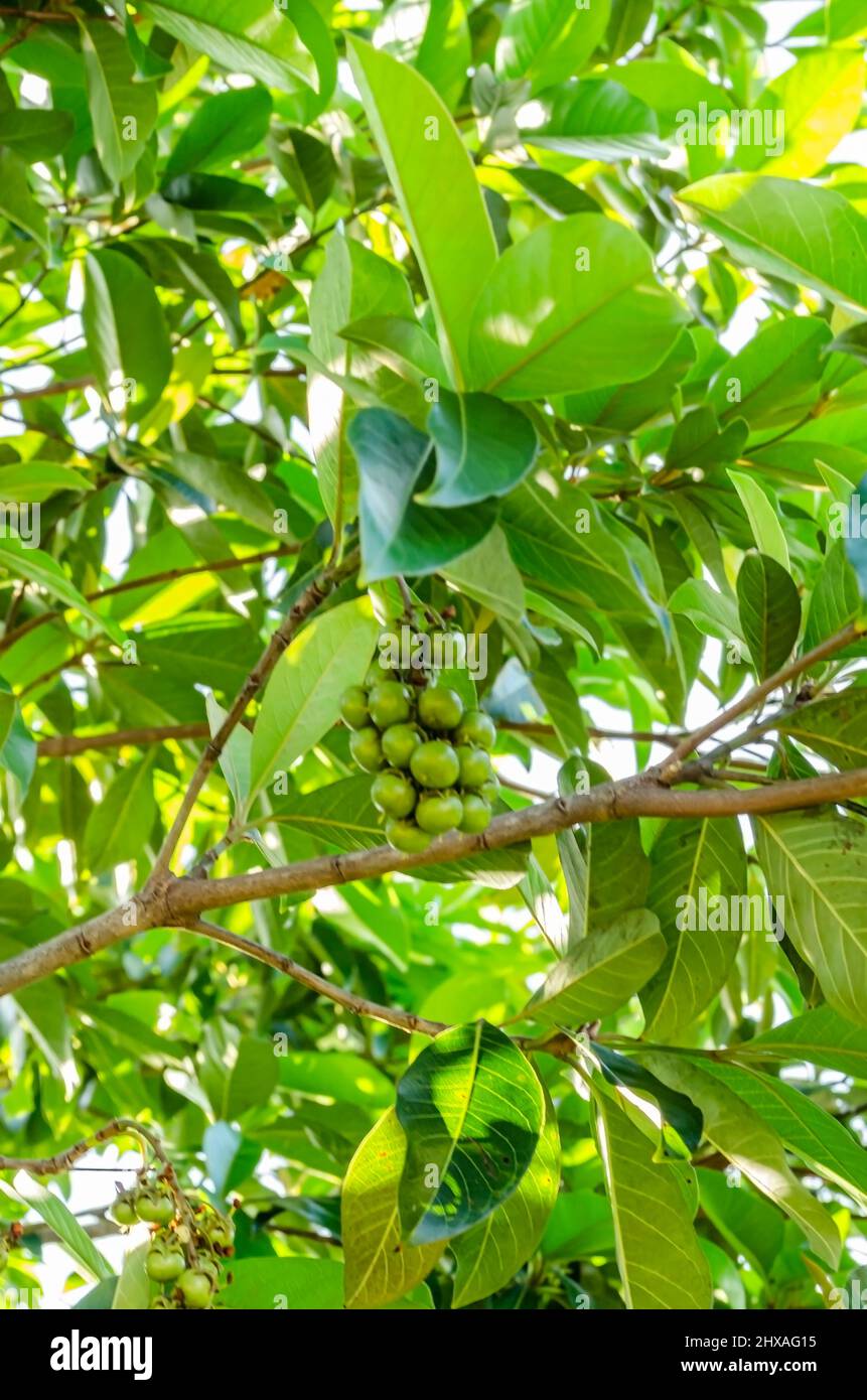 Byrsonima genus fruits hi-res stock photography and images - Alamy