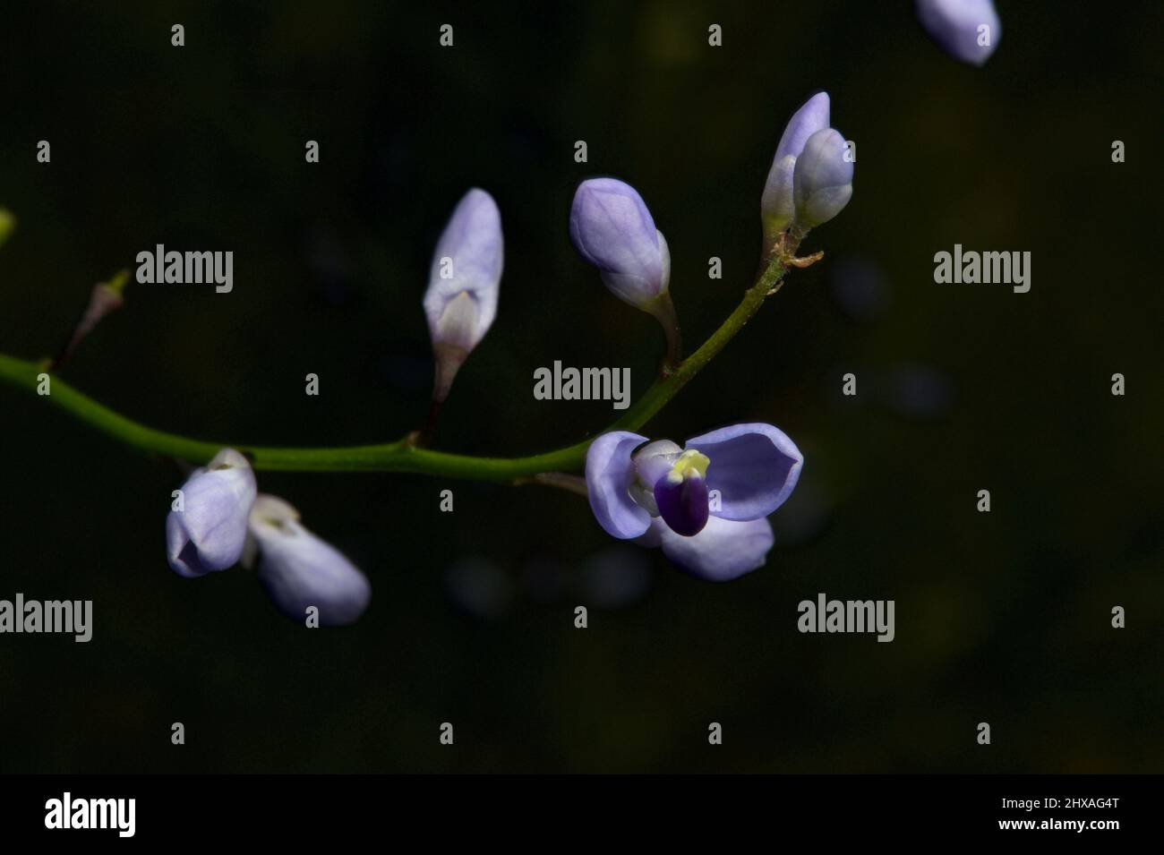 Love Creeper (Comesperma Volubile) twines itself around branches and ...