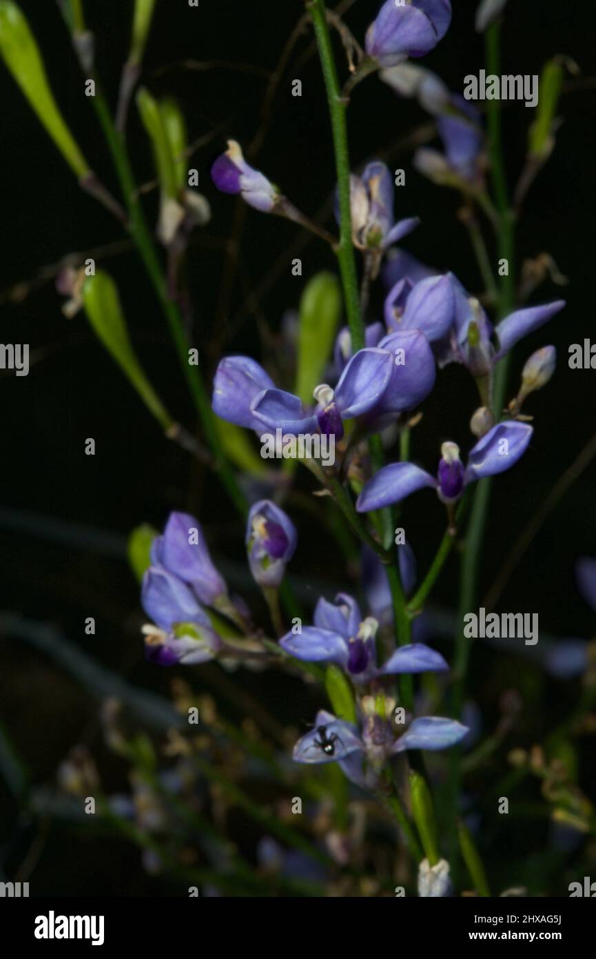 Love Creeper (Comesperma Volubile) twines itself around branches and ...