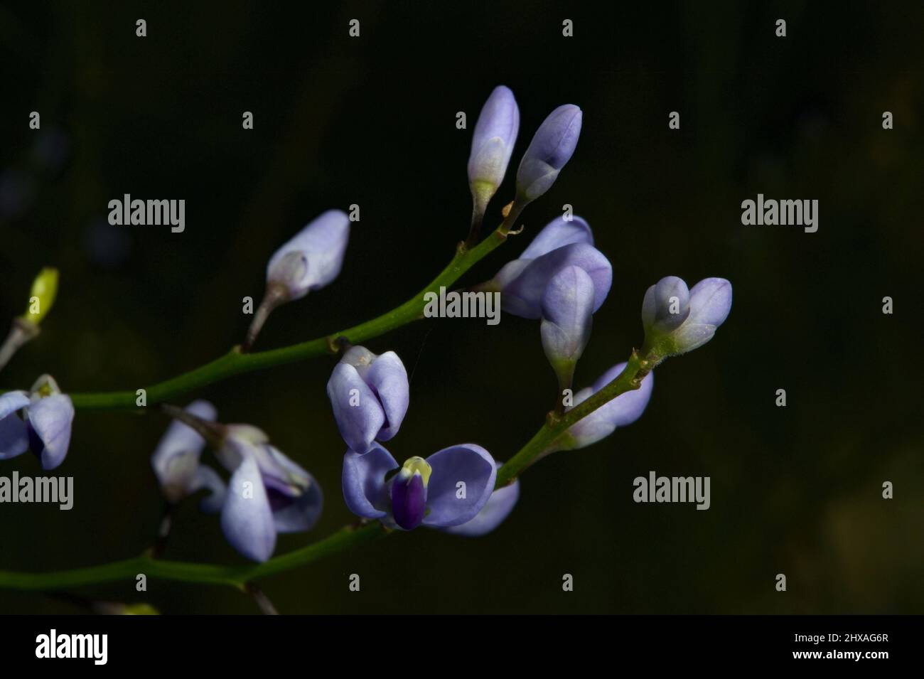 Love Creeper (Comesperma Volubile) twines itself around branches and ...