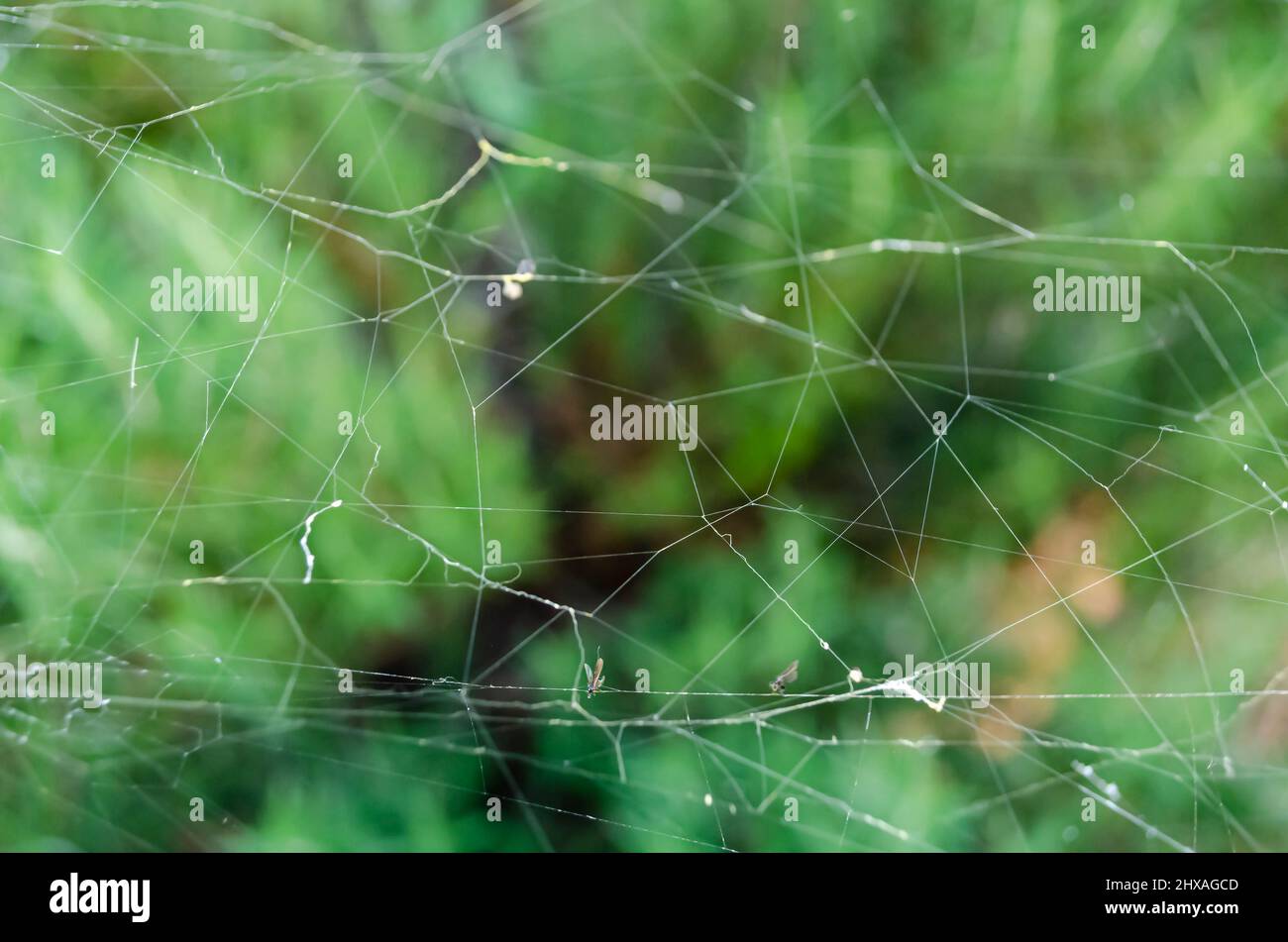 Outdoor Spider Web Stock Photo - Alamy