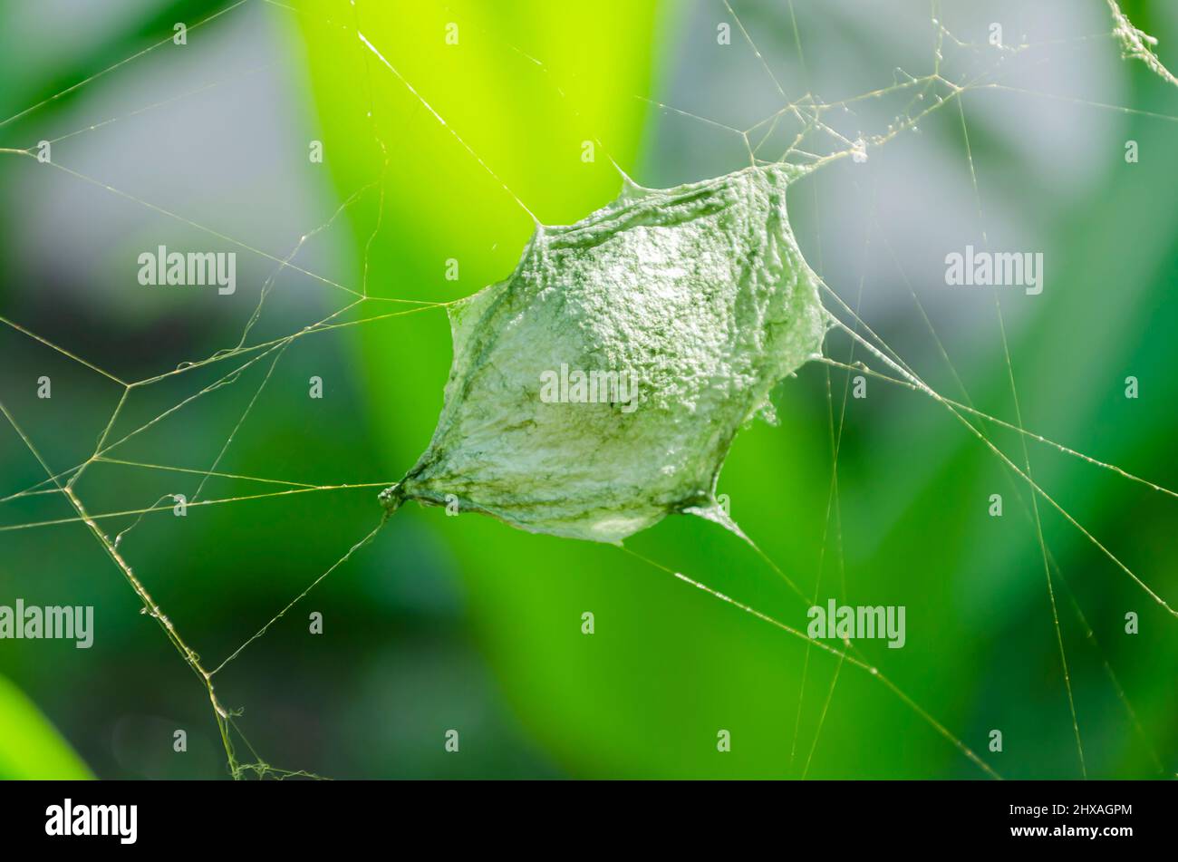 Caribbean spiders hi-res stock photography and images - Alamy