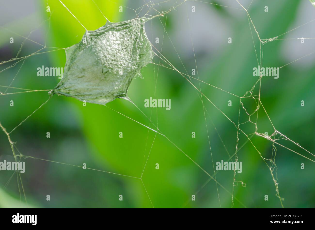 Green Spider Web With Capsule Stock Photo - Alamy