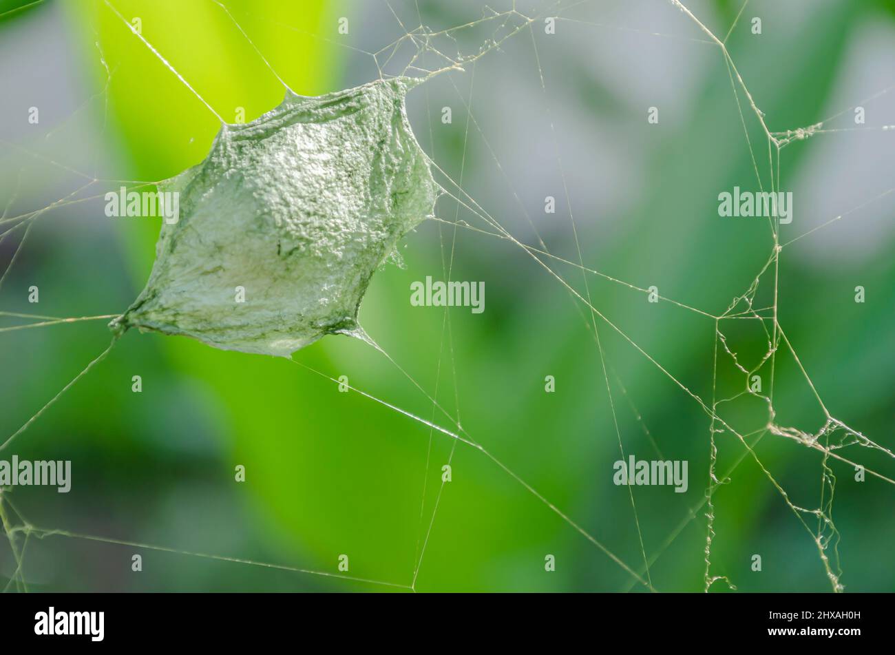 Caribbean spiders hi-res stock photography and images - Alamy