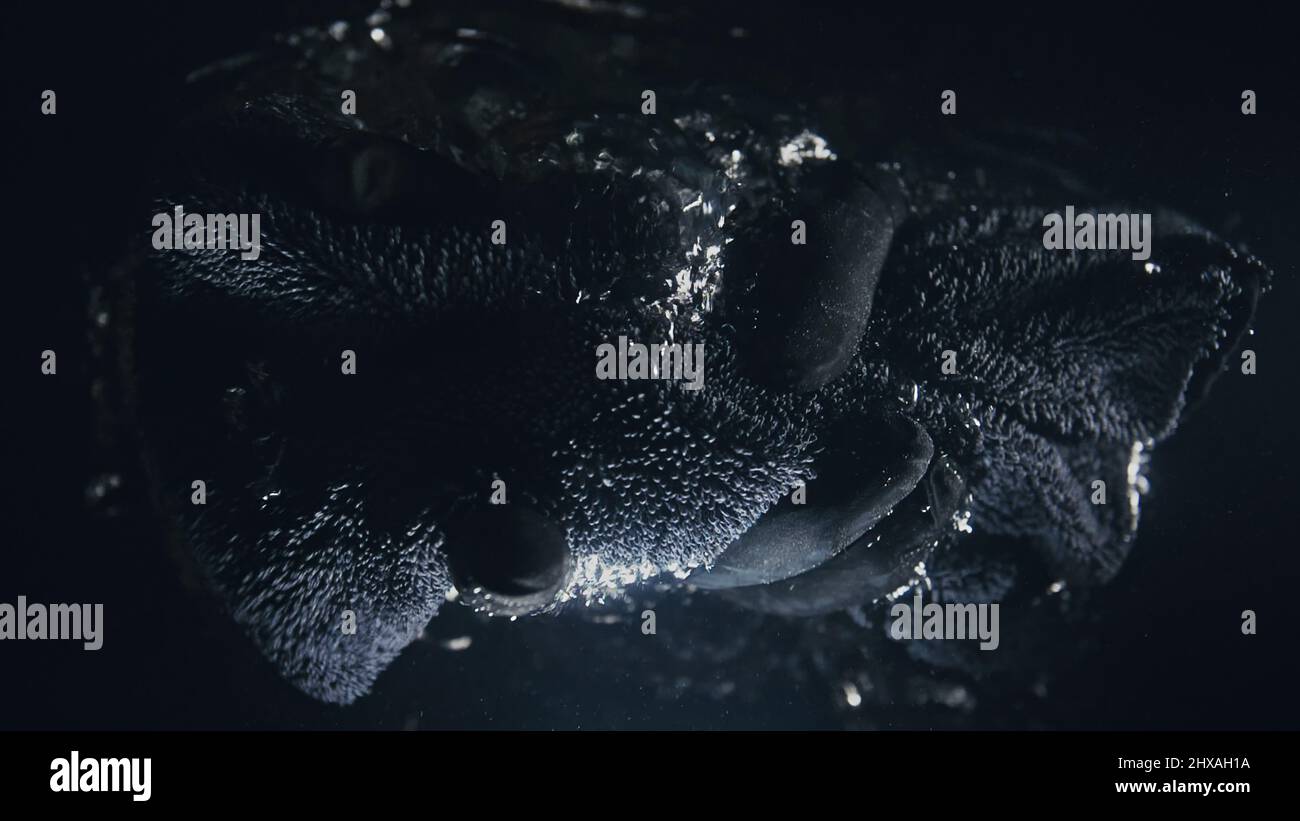 A professional dry microfiber rag for washing a car is dipped in water ...