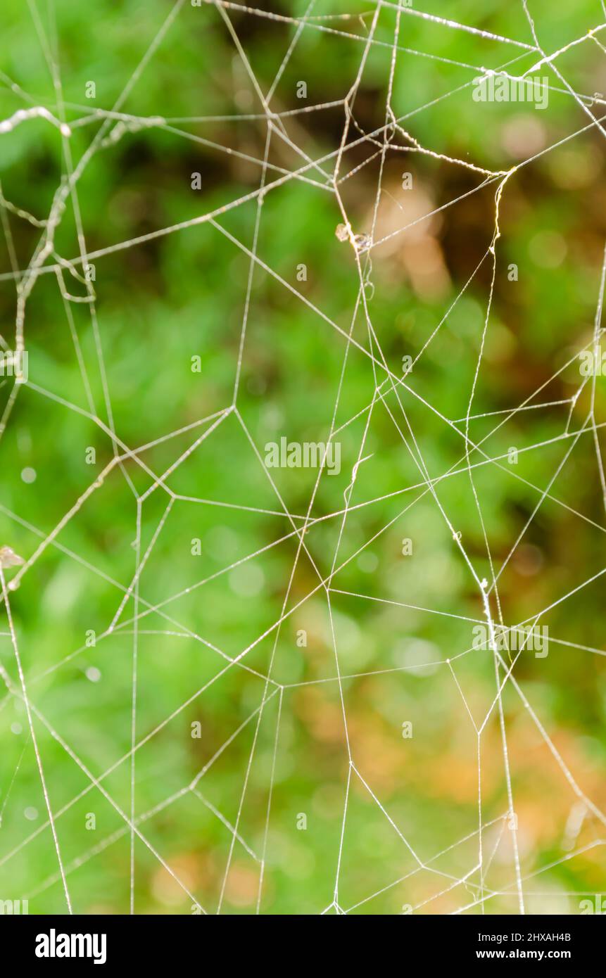 Spider textures hi-res stock photography and images - Alamy