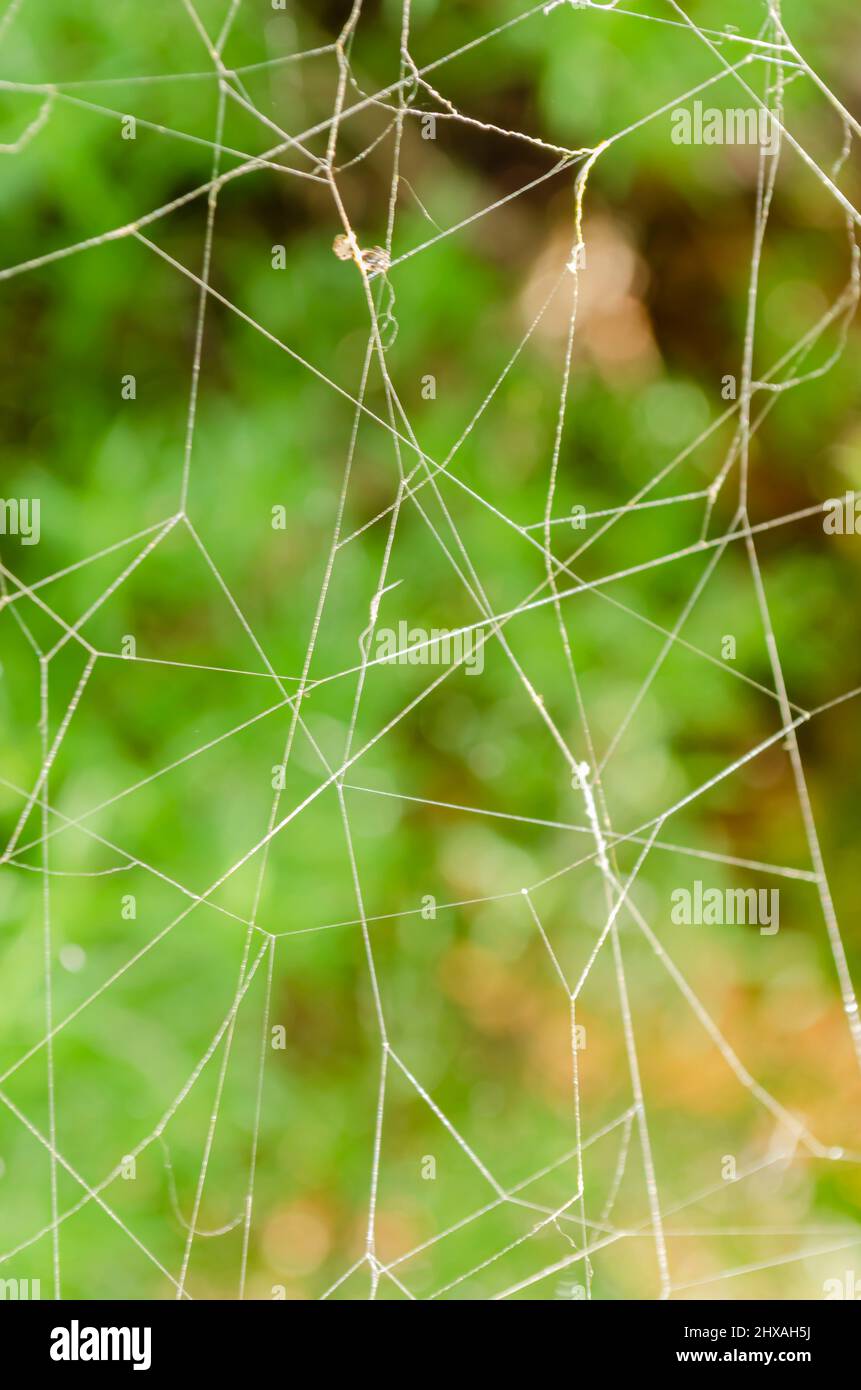 Spider Web Pattern Stock Photo - Alamy