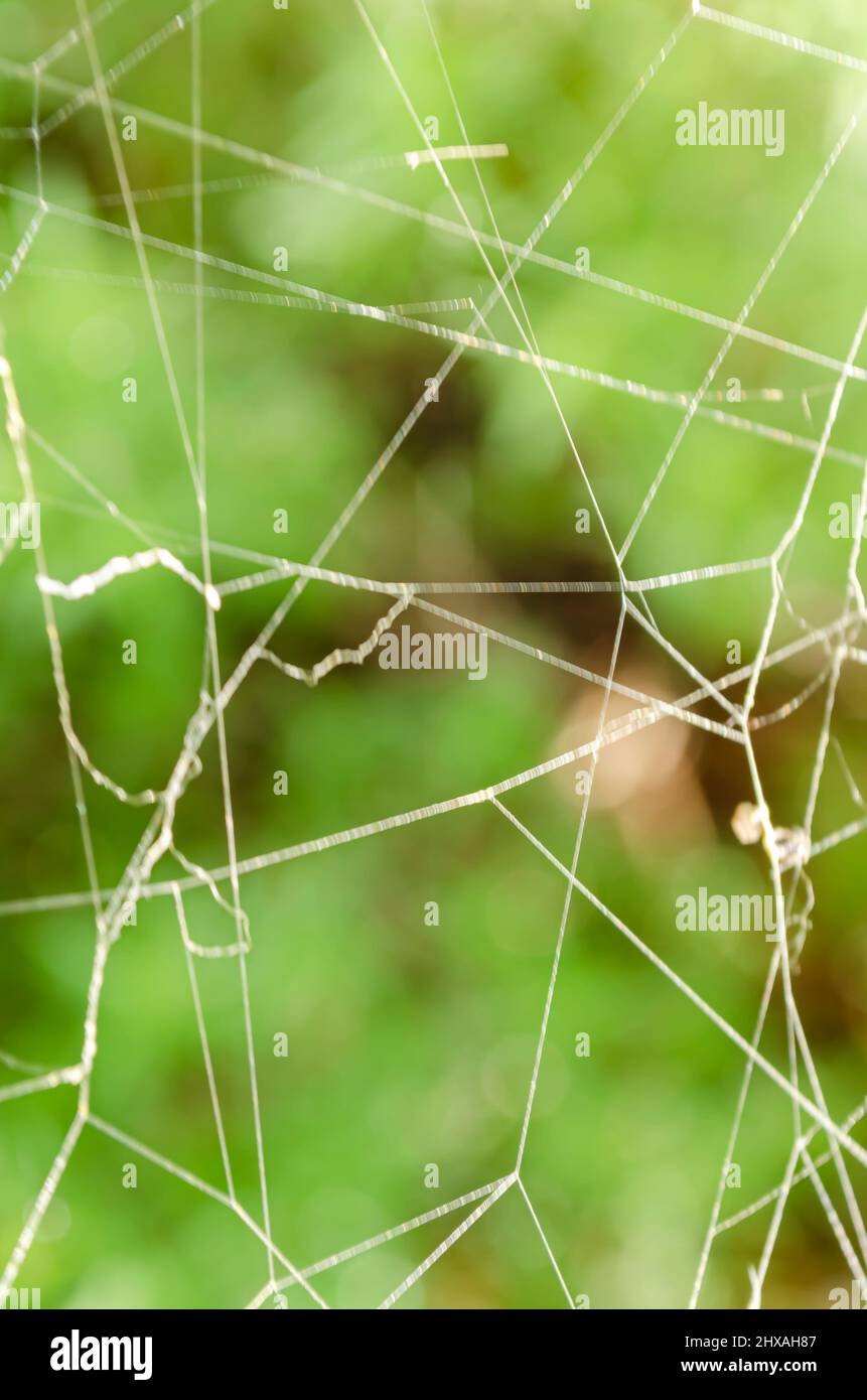 Web traps hi-res stock photography and images - Alamy