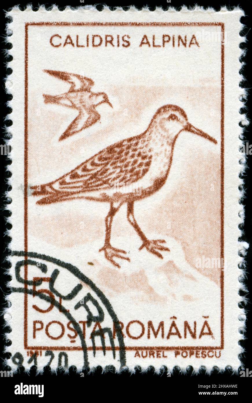 Postage stamp from Romania in the Waterfowl (1991) series Stock Photo ...