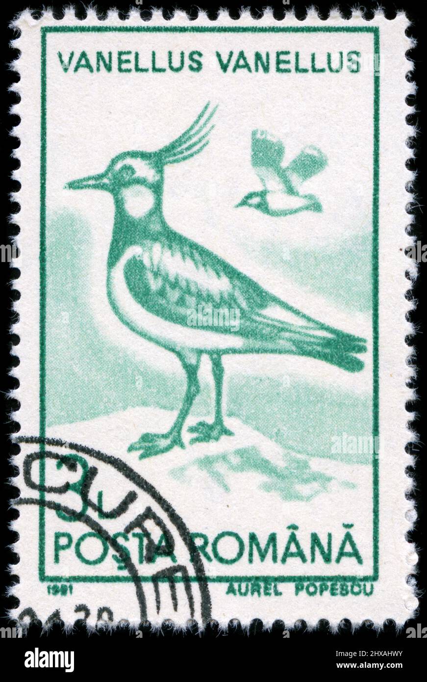 Postage stamp from Romania in the Waterfowl (1991) series Stock Photo ...