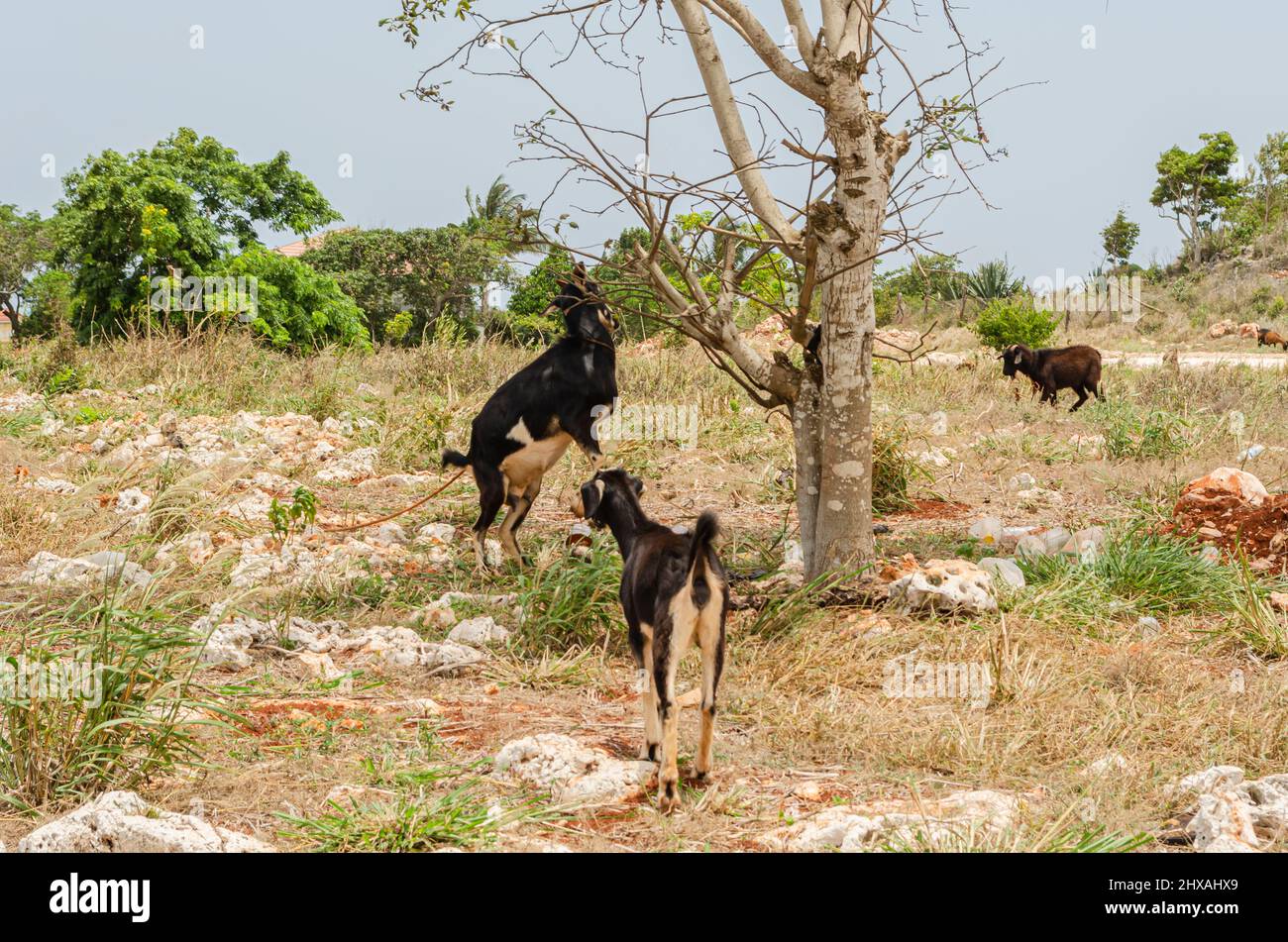 Goat Falling Back From Feeding Tree Leaves Stock Photo - Alamy