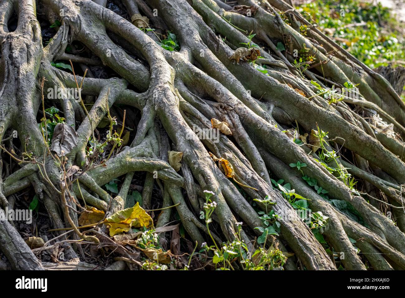 Spread roots of an aged banyan tree close up Stock Photo - Alamy