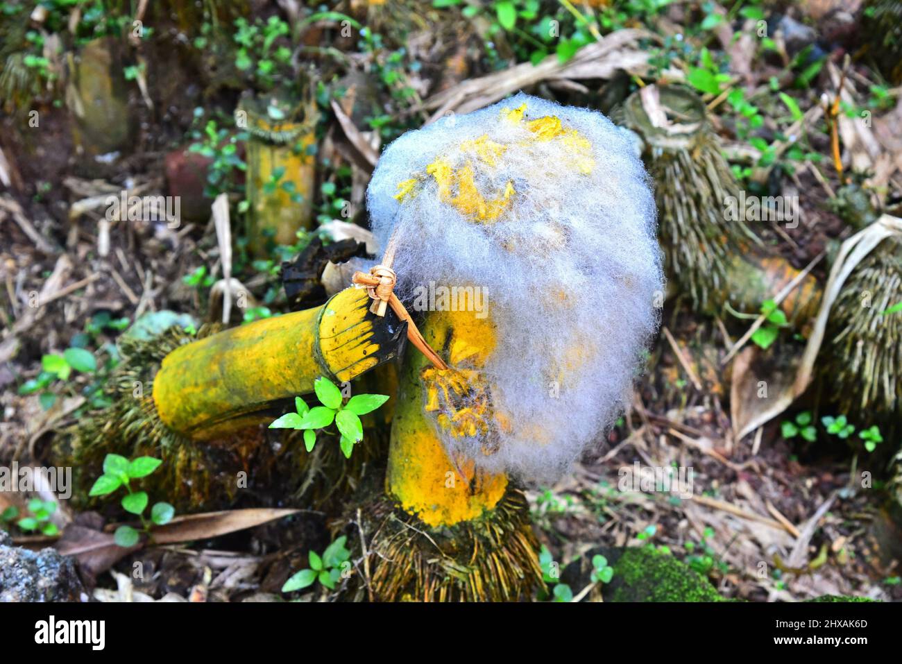 fungus growth after cutting bamboo tree Stock Photo - Alamy