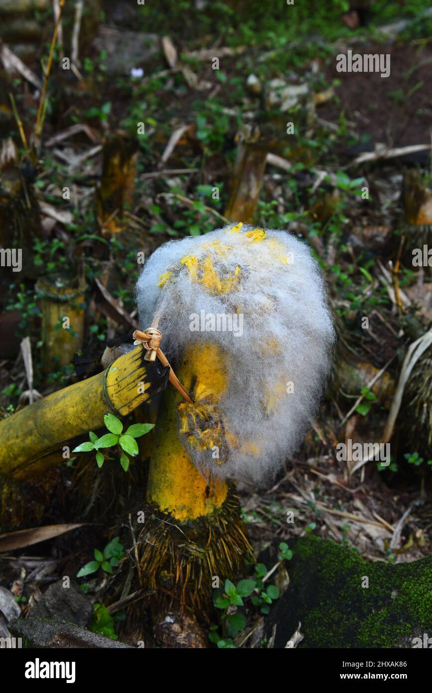 fungus growth after cutting the bamboo tree Stock Photo - Alamy