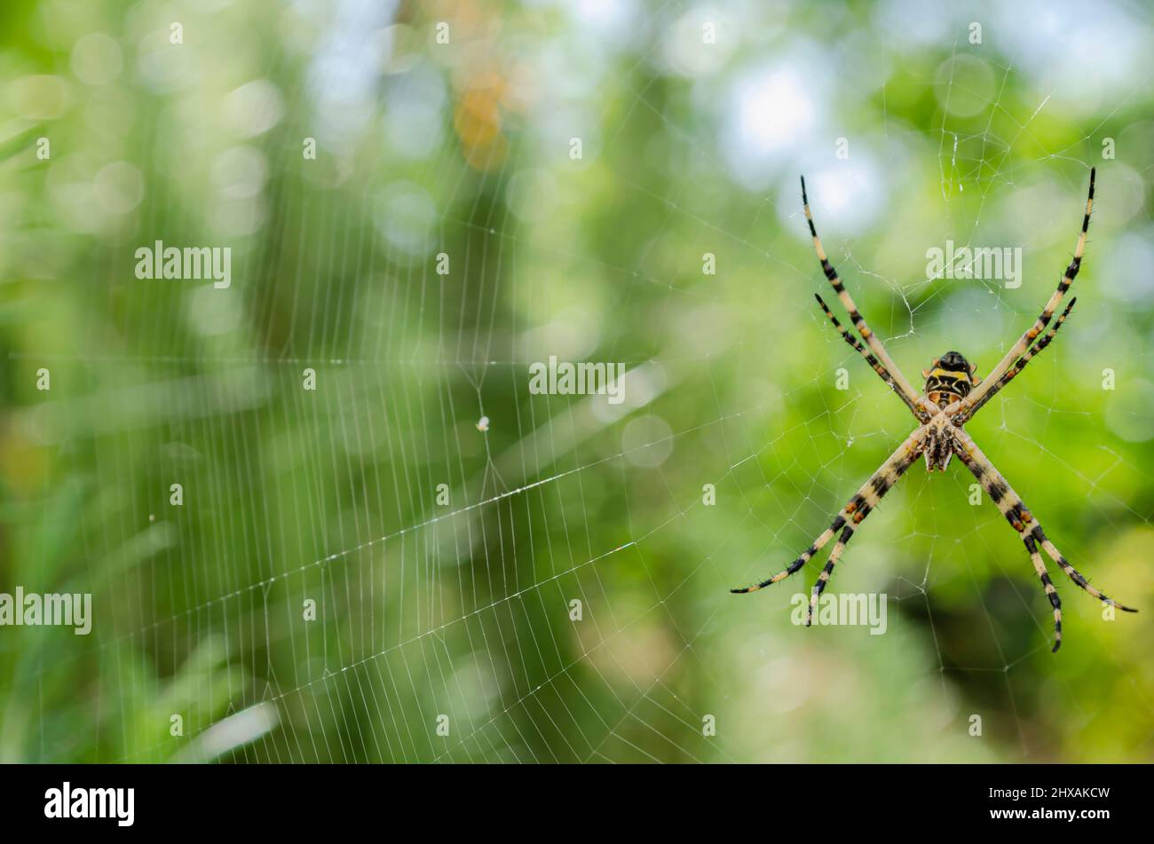 Curved Spider Web Line Stock Photo - Alamy