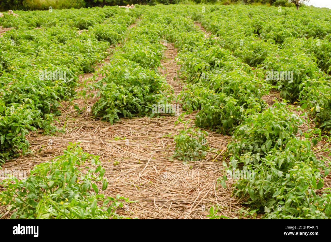 Rows of Tomato Plants In Garden Stock Photo - Alamy