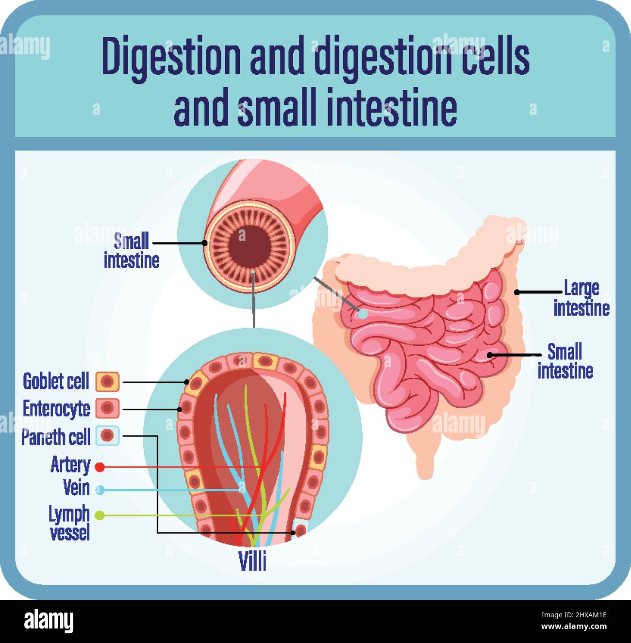 Digestion anddigestion cells and small intestine illustration Stock ...