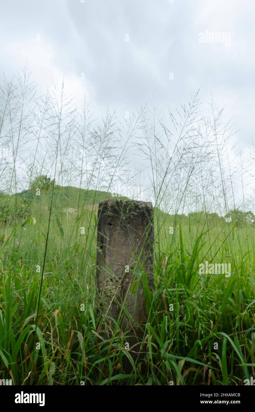 Column In The Guinea Grass Stock Photo - Alamy