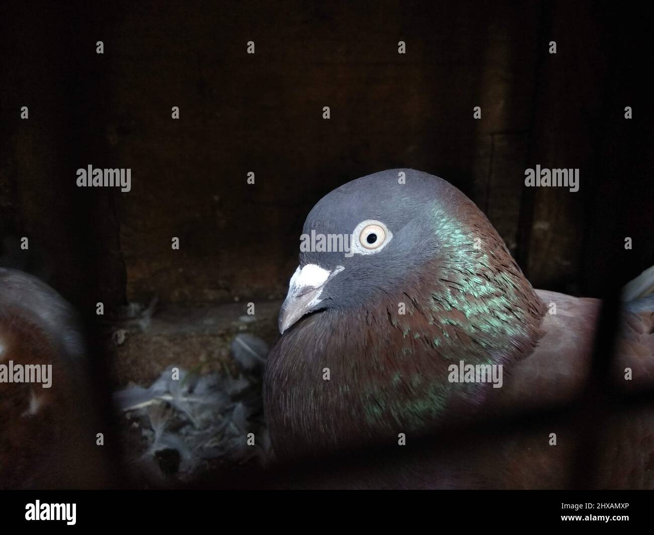 Close-up of a Sabja pigeon with gray feathers, a white neck band ...