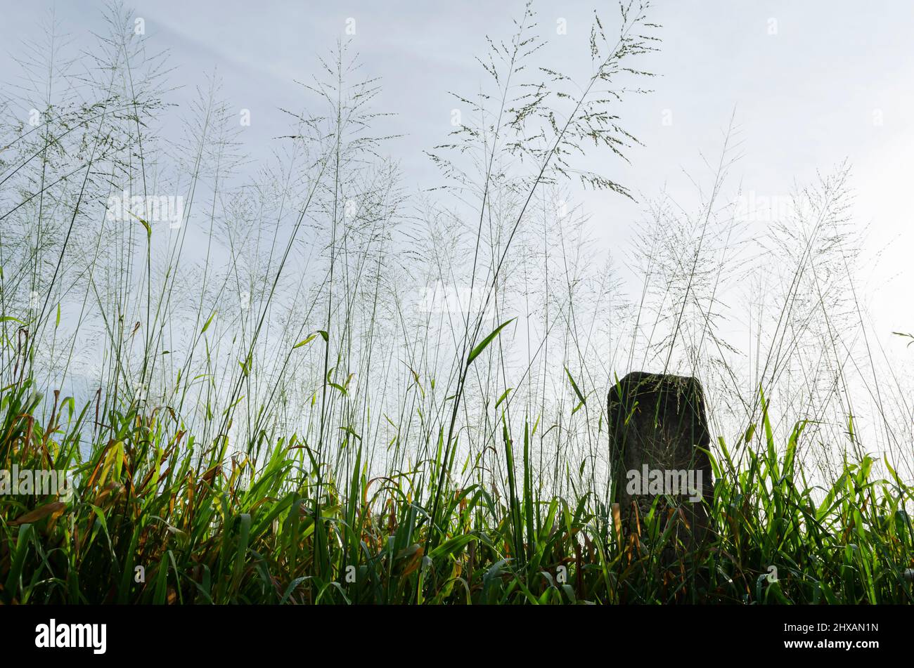 Concrete Post In Grass Stock Photo - Alamy