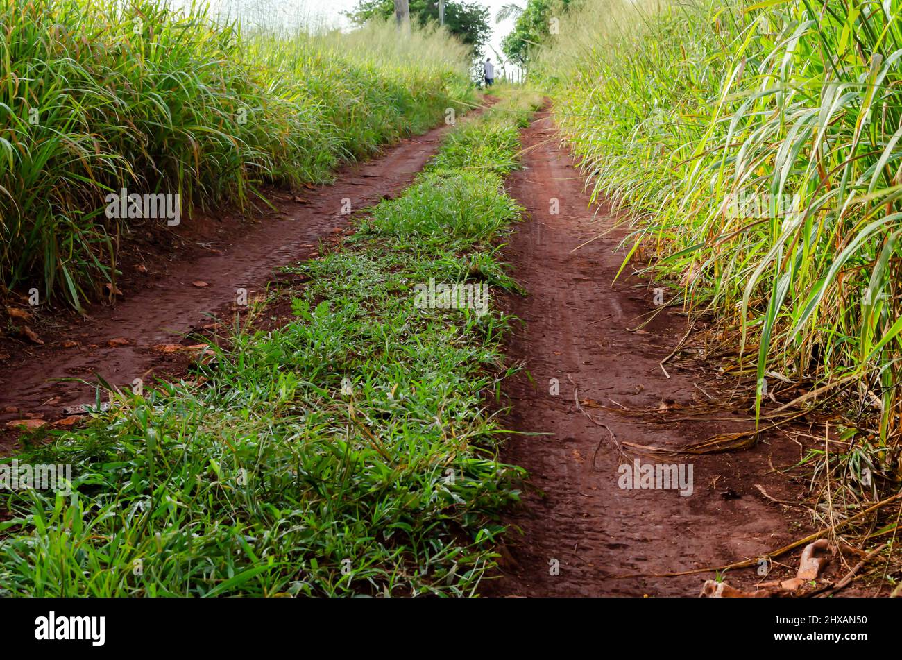Dirt footpaths hi-res stock photography and images - Alamy