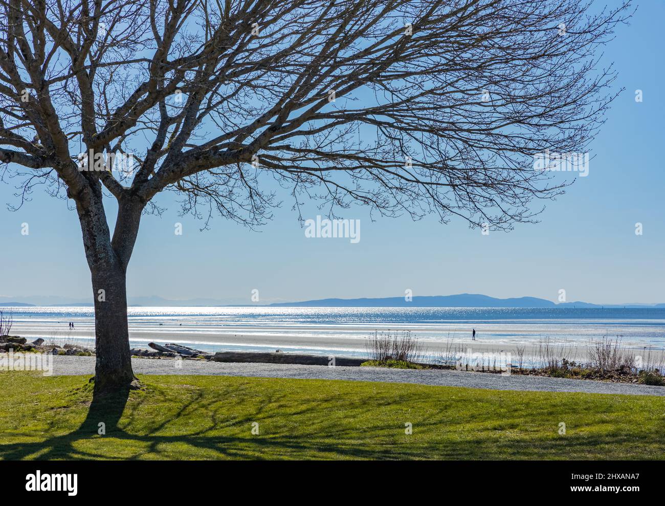View of a lonely tree standing on the seashore. Spring season in Canada ...