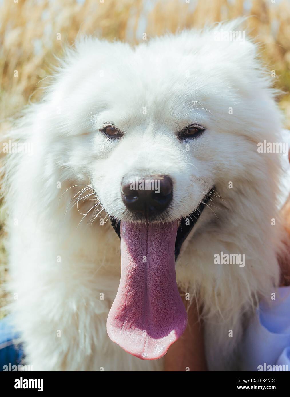 White Samoyed Dog Stock Photo - Alamy