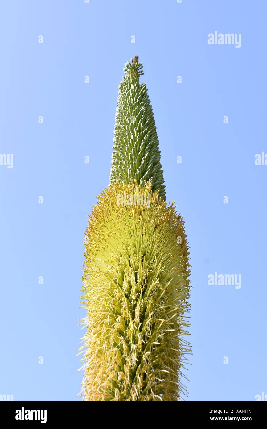 Flower stalk of an Agave titanota Rancho tambor succulent plant on blue ...