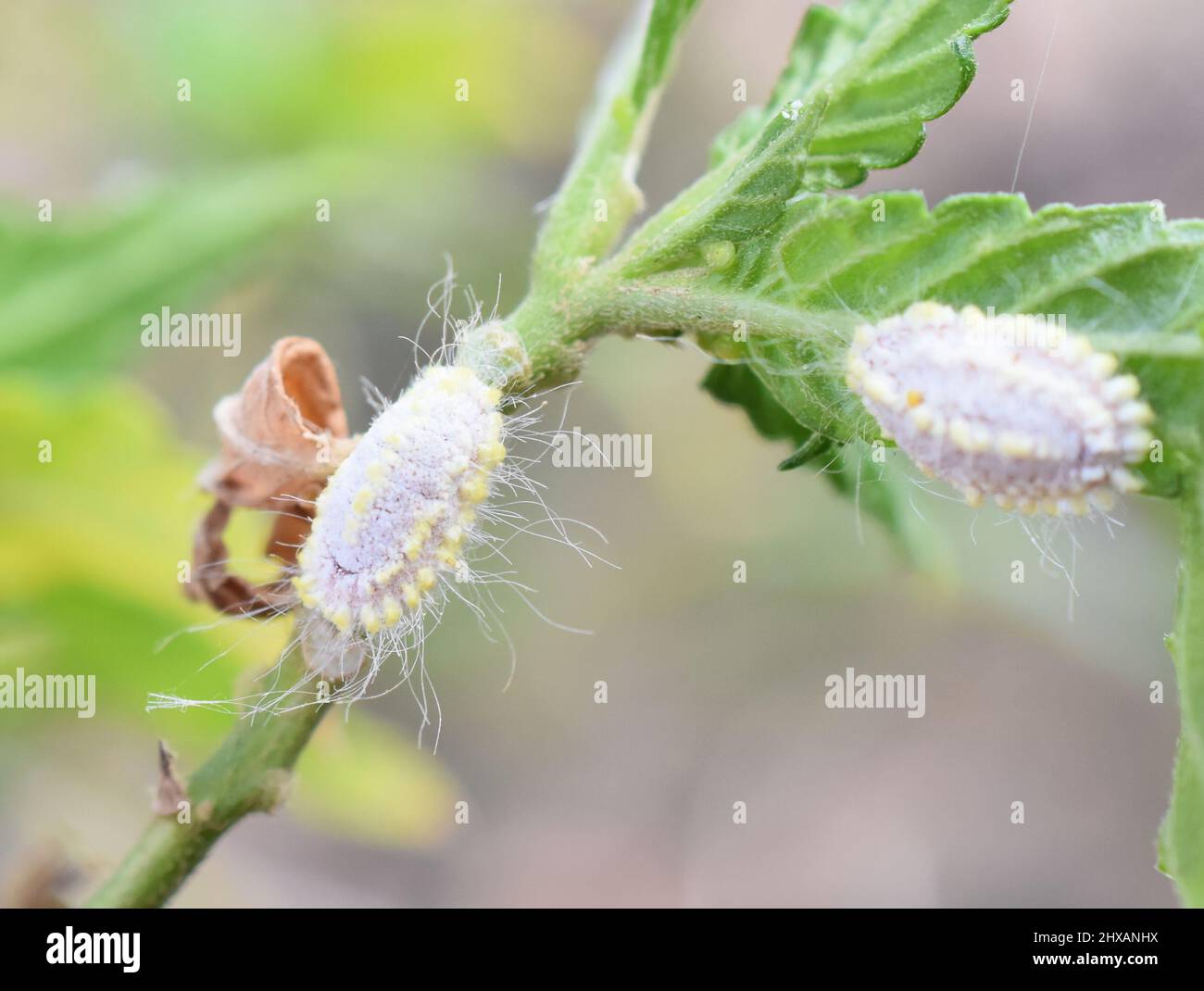 Seychelles scale insect Icerya seychellarum cottony pest insect on leaf ...