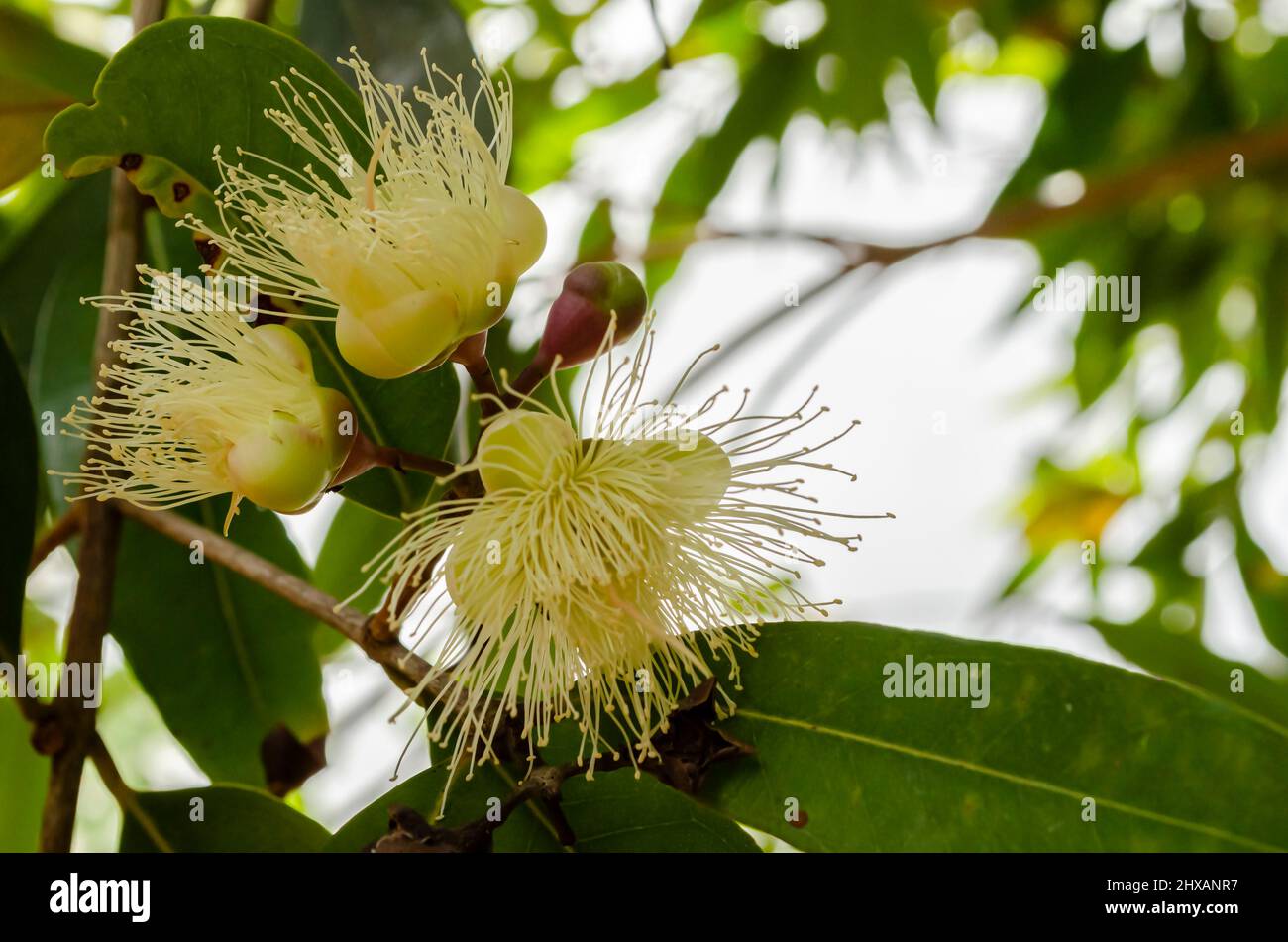Malabar apple hi-res stock photography and images - Alamy