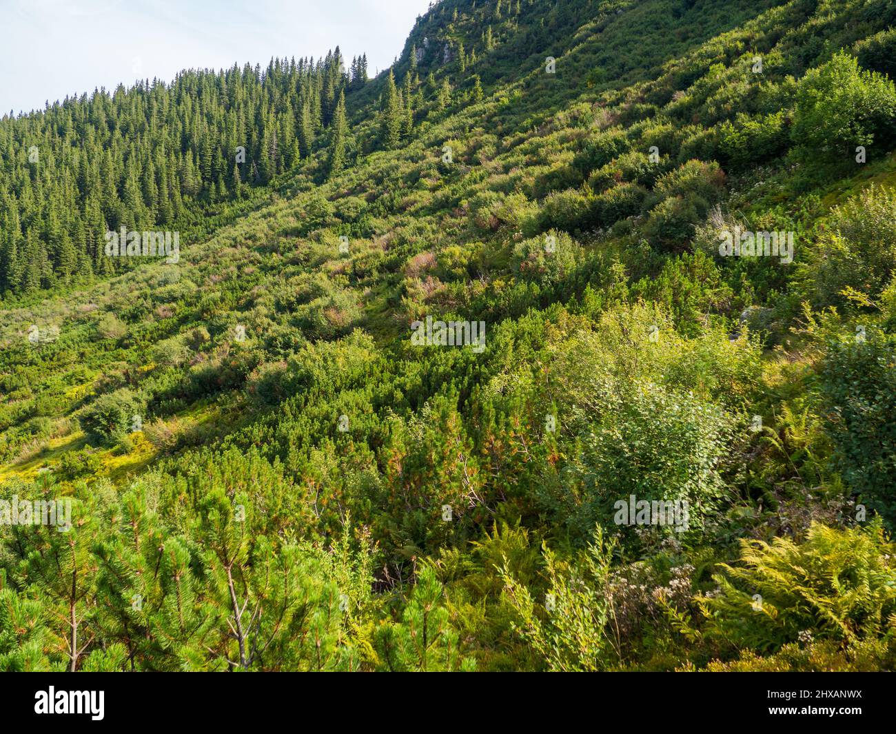 mountain landscape with coniferous forest Stock Photo - Alamy