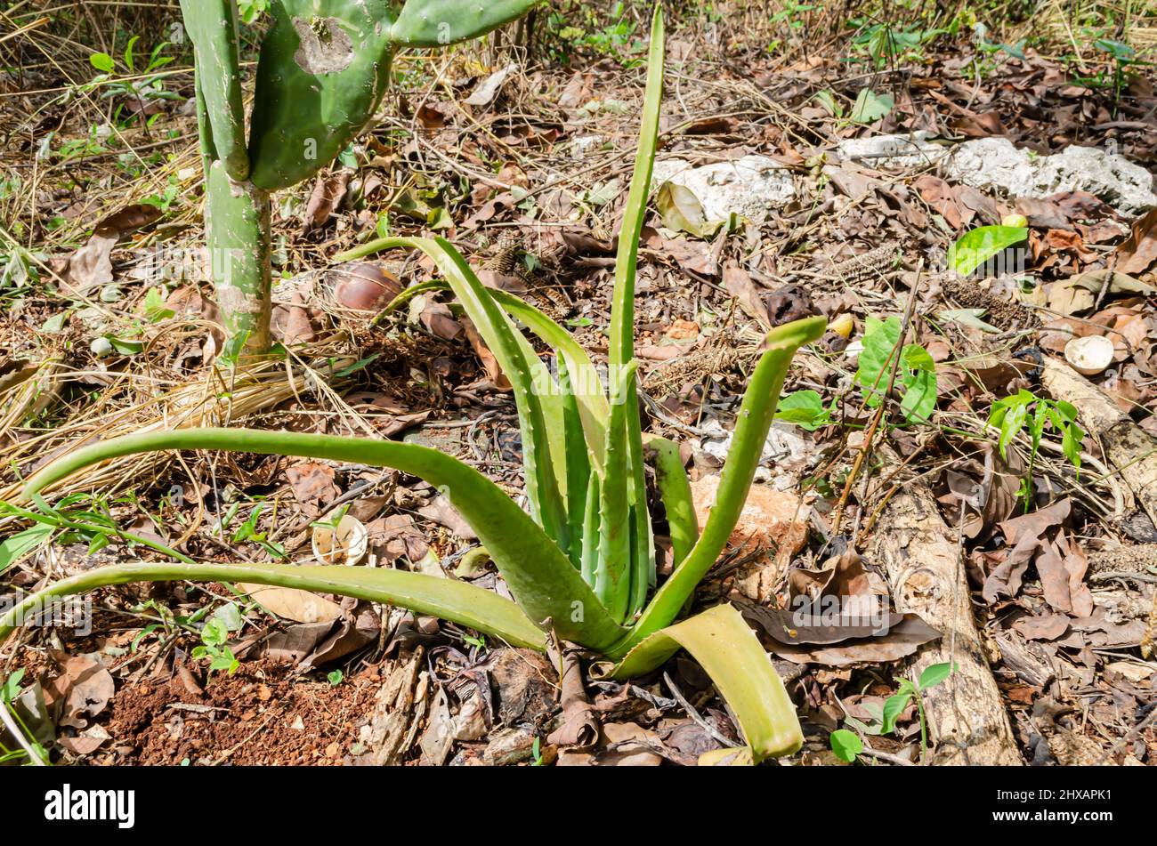 Medicinal plant caribbean hi-res stock photography and images - Alamy