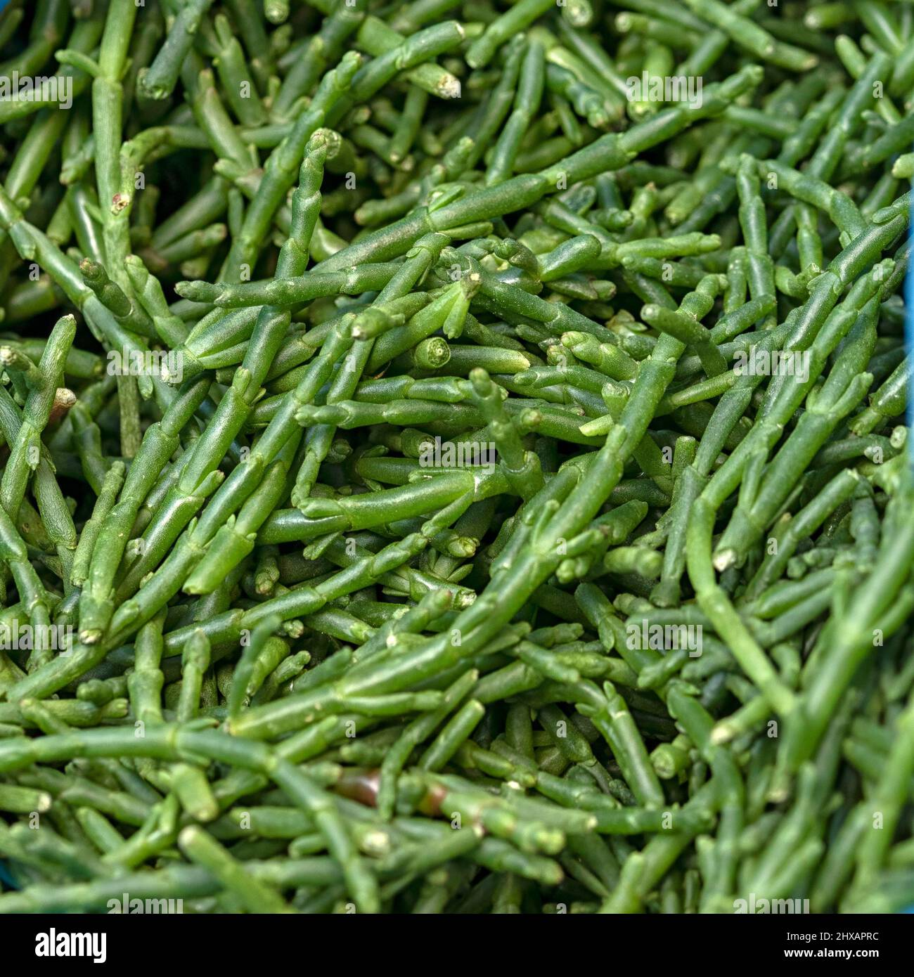 Marsh samphire food hi-res stock photography and images - Alamy