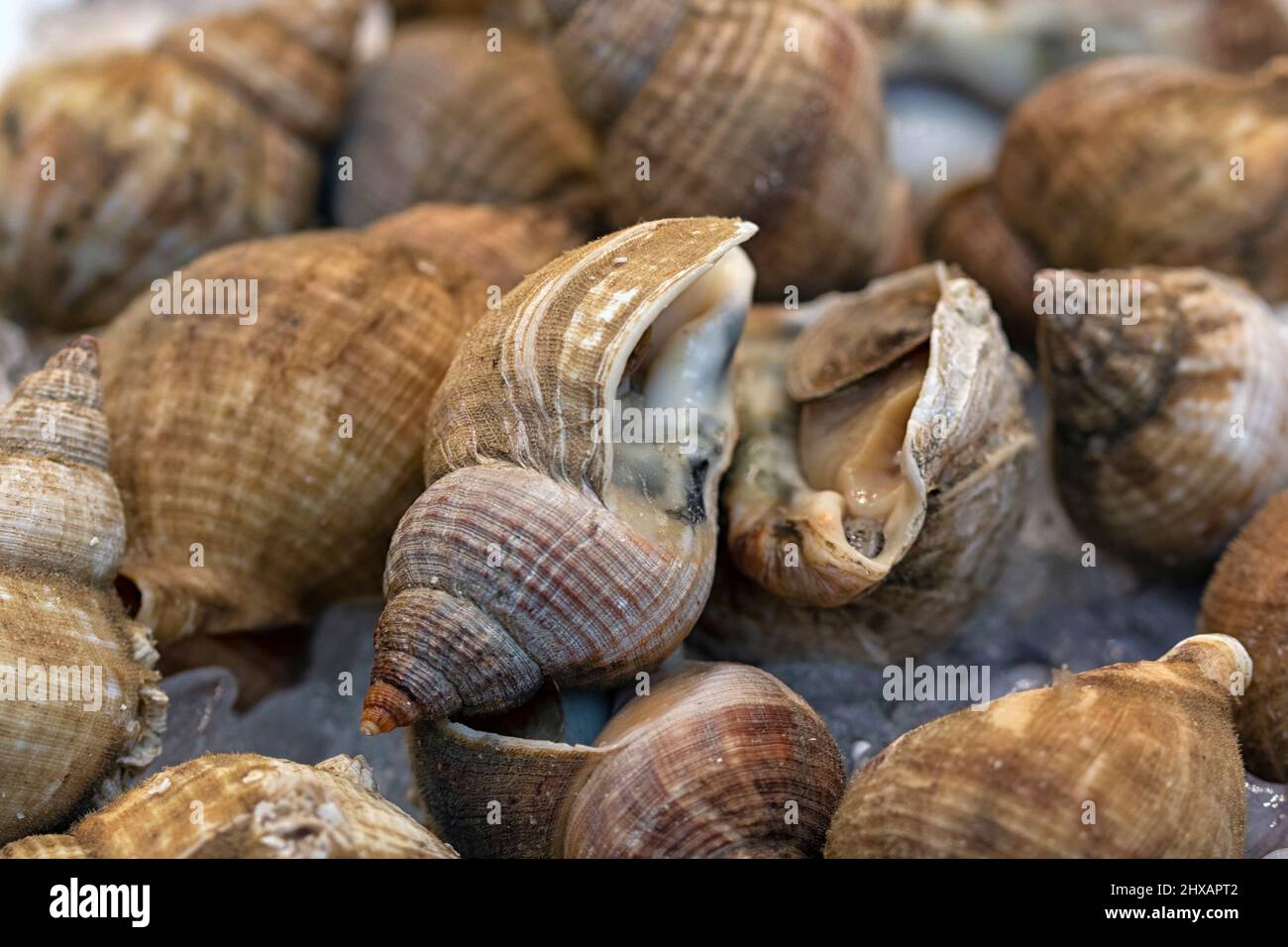 Closeup of Whelks on a fishmongers stall at a farmers market Stock ...