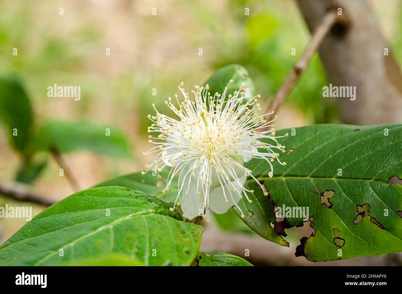 Psidium Guajava Flower (Guava Stock Photo - Alamy