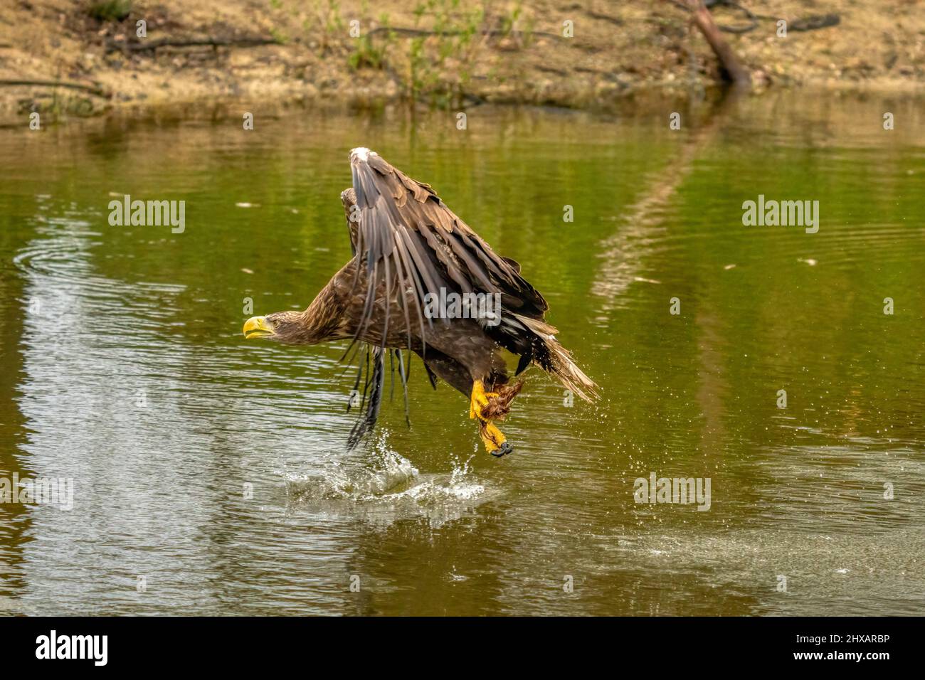 A hunting European eagle makes the landing above water, trees in the ...
