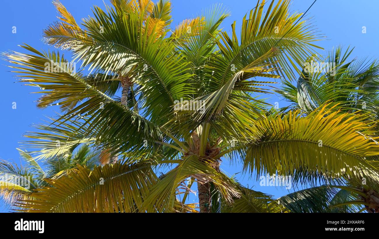 Amazing palm trees in the Caribbean Stock Photo - Alamy