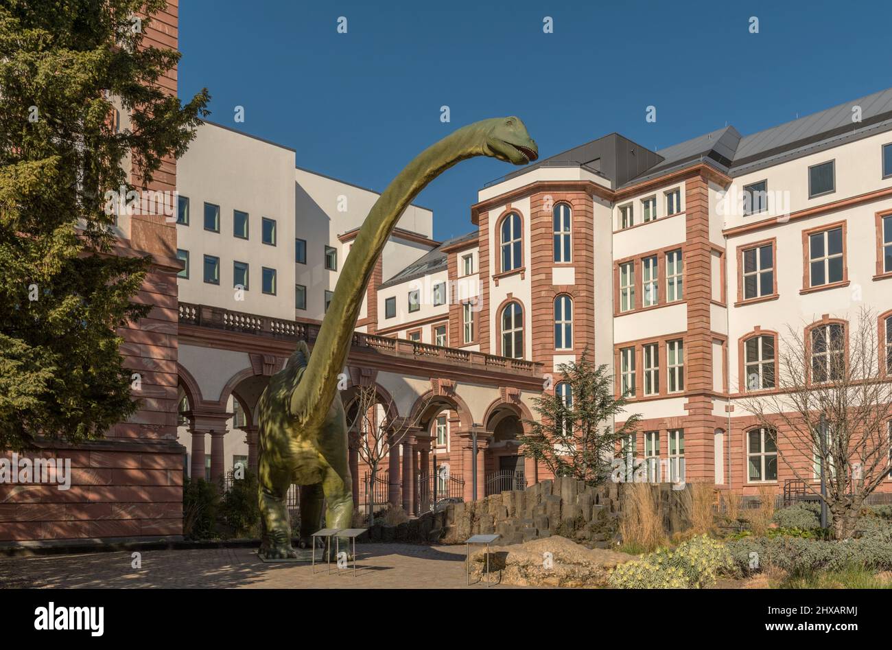 Museum of Natural History Senckenberg Frankfurt, Hesse, Germany Stock ... Museum of Natural History Senckenberg Frankfurt, Hesse, Germany Stock ...