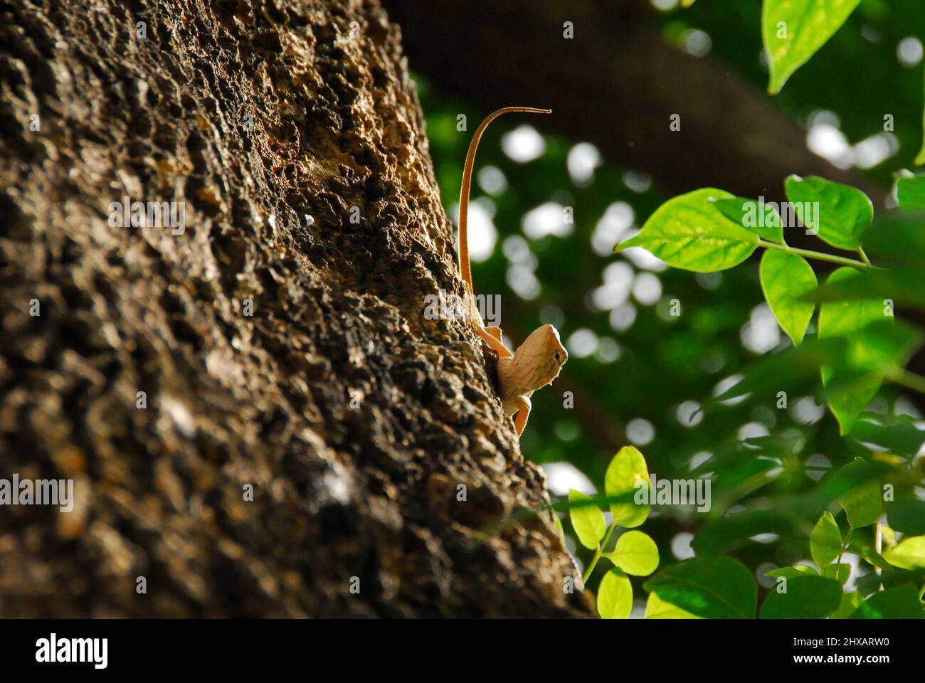 a picture of a small lizard taken in the backyard of my own home Stock ...