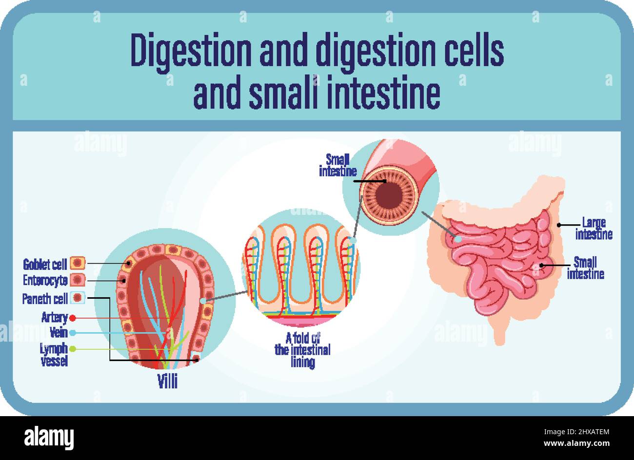 Digestion anddigestion cells and small intestine illustration Stock ...