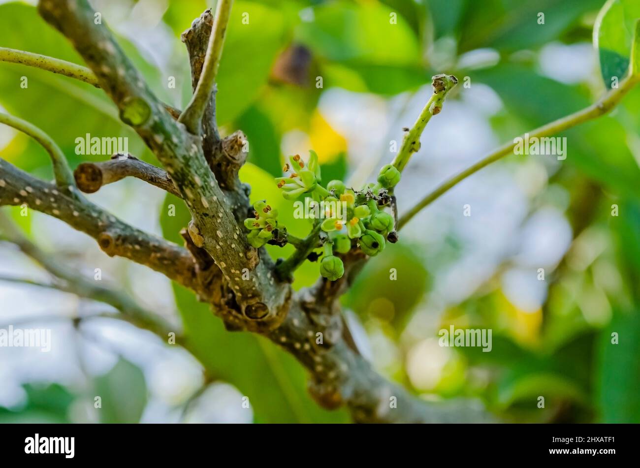 Tiny Flowers Of Mexican Apple Tree Stock Photo - Alamy