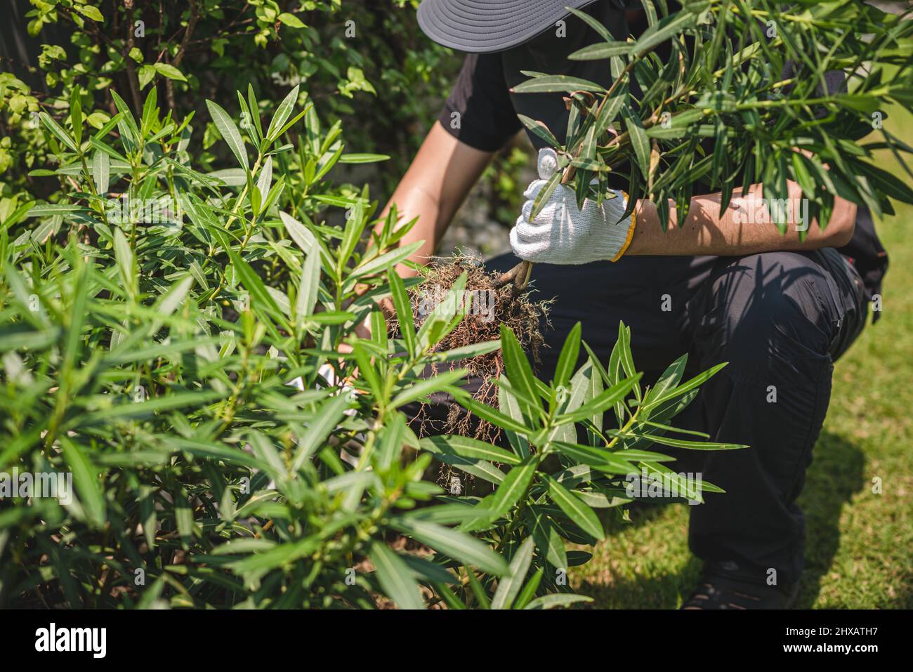 Farmer's hands pull grass with roots and soil up from the ground ...