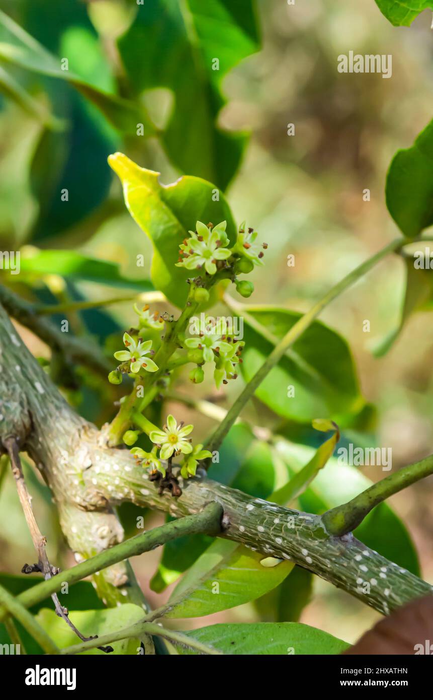 Sapote tree hi-res stock photography and images - Alamy