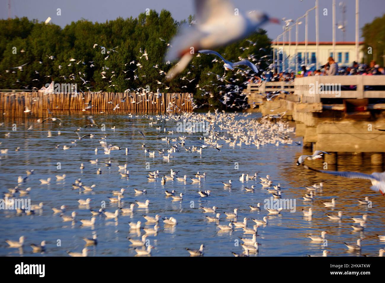 Flock of seagulls flying and floating on the sea Stock Photo - Alamy