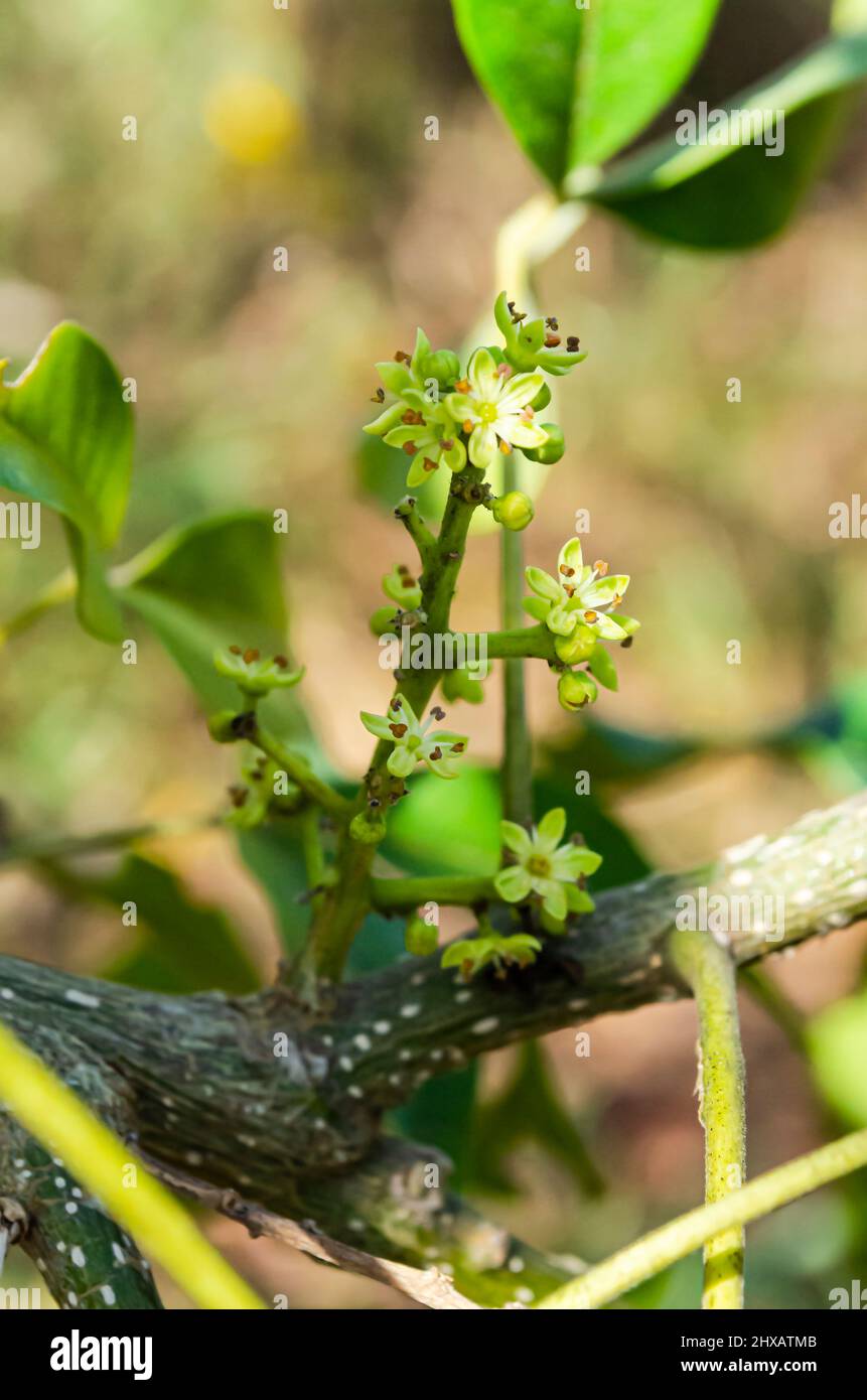 Sapote tree hi-res stock photography and images - Alamy