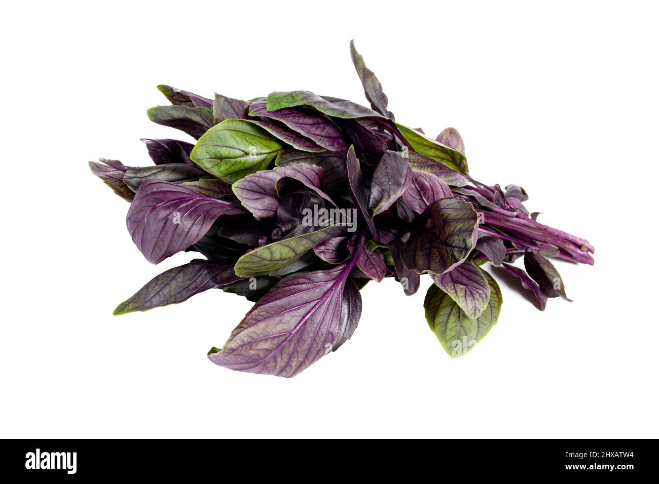 Bunch of freshly harvested red basil on an isolated white background ...