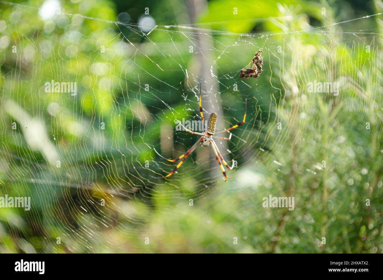 Long cobweb hi-res stock photography and images - Alamy